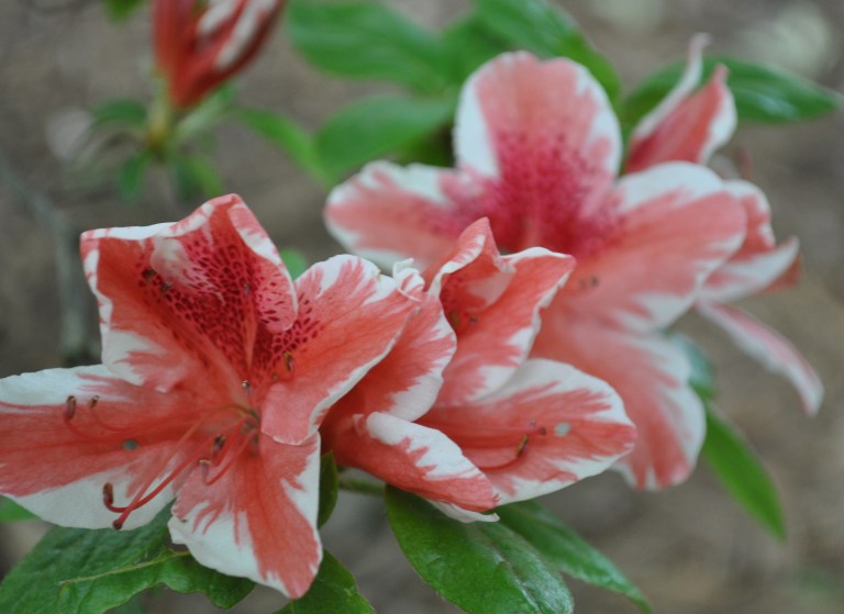 28 | April | 2012 | AnnieRie Unplugged