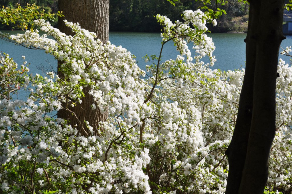 Update on Brighton Dam Azalea Gardens | AnnieRie Unplugged